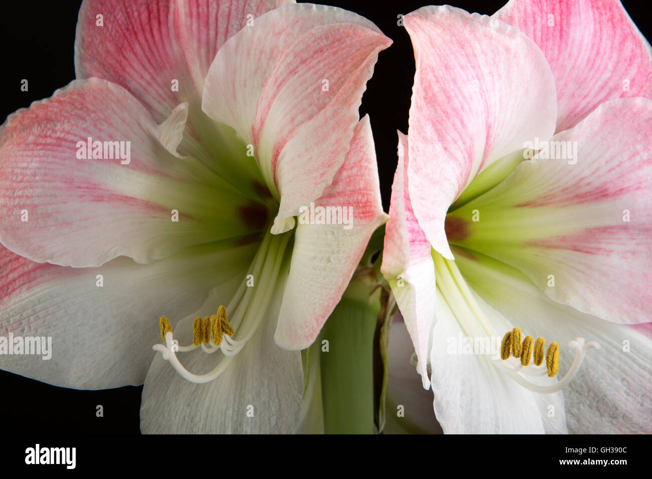Flowers, Pink Apple Blossom Amaryllis flower, Hippeastrum, detail Stock ...
