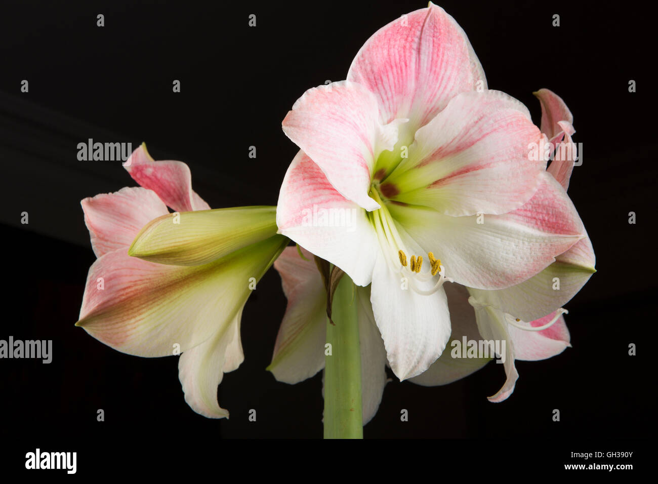 Flowers, Pink Apple Blossom Amaryllis flower, Hippeastrum, detail Stock ...