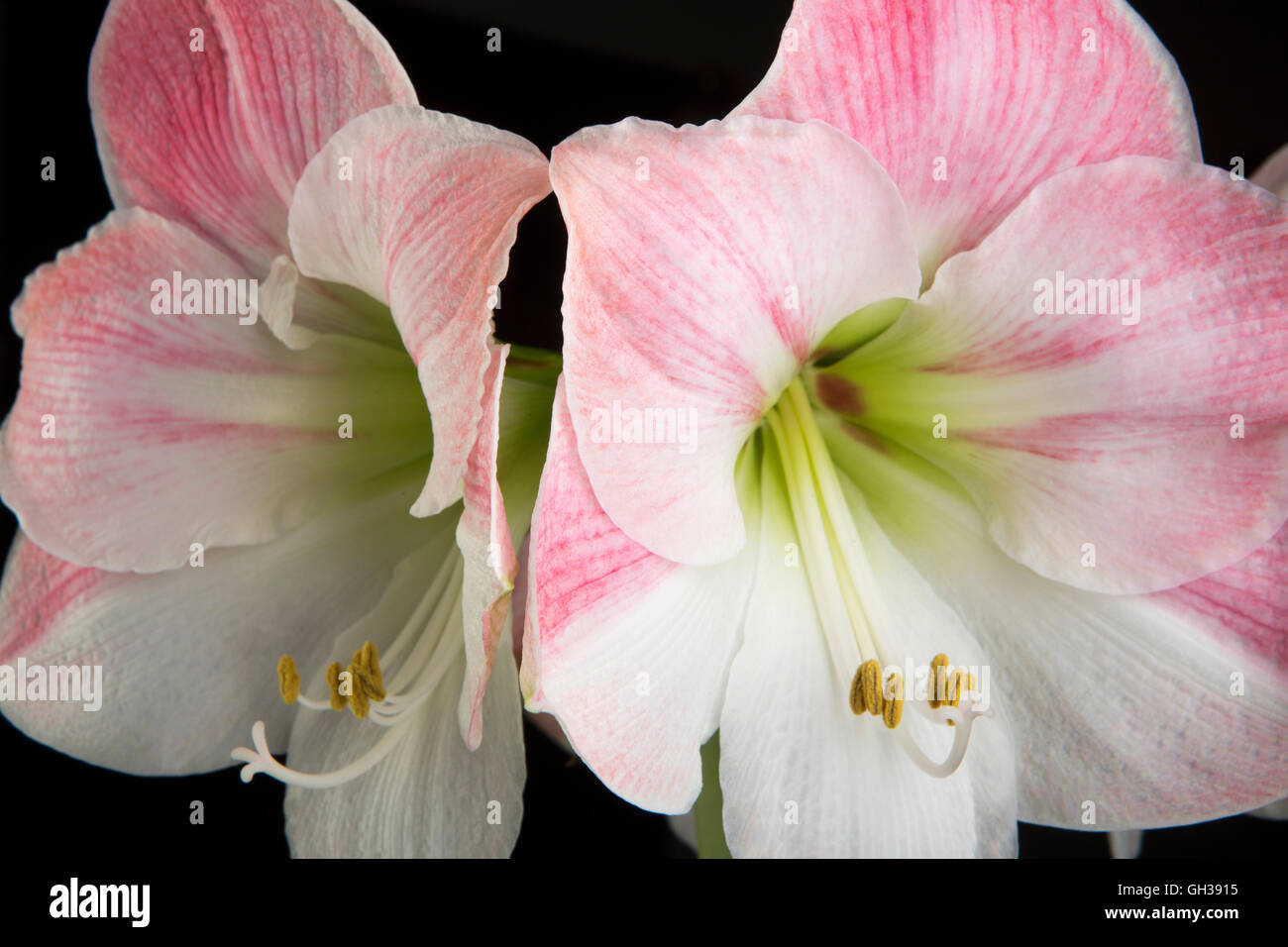 Flowers, Pink Apple Blossom Amaryllis flower, Hippeastrum Stock Photo ...