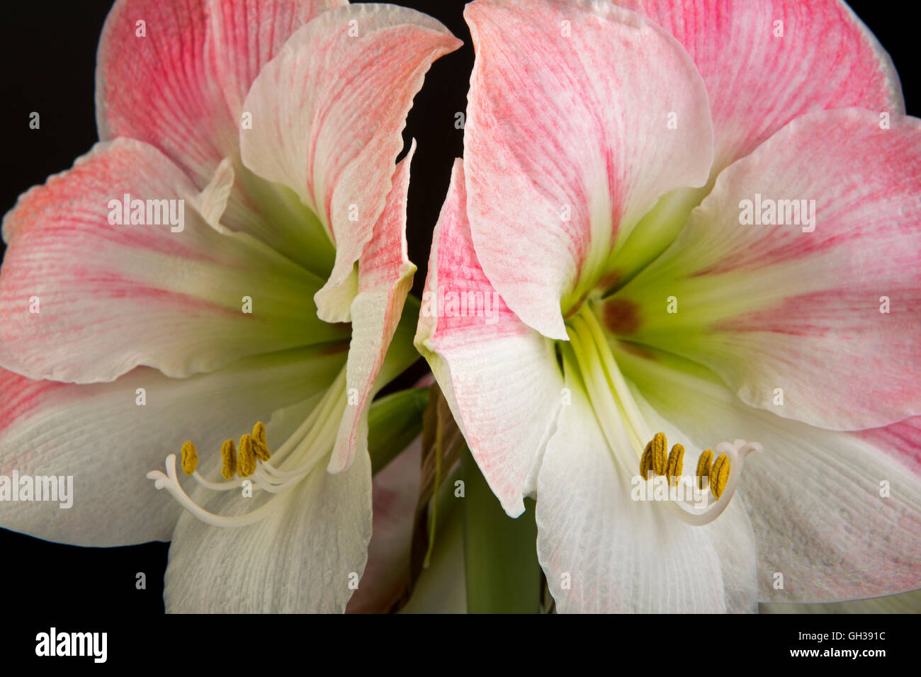Flowers, Pink Apple Blossom Amaryllis flower, Hippeastrum, detail Stock ...