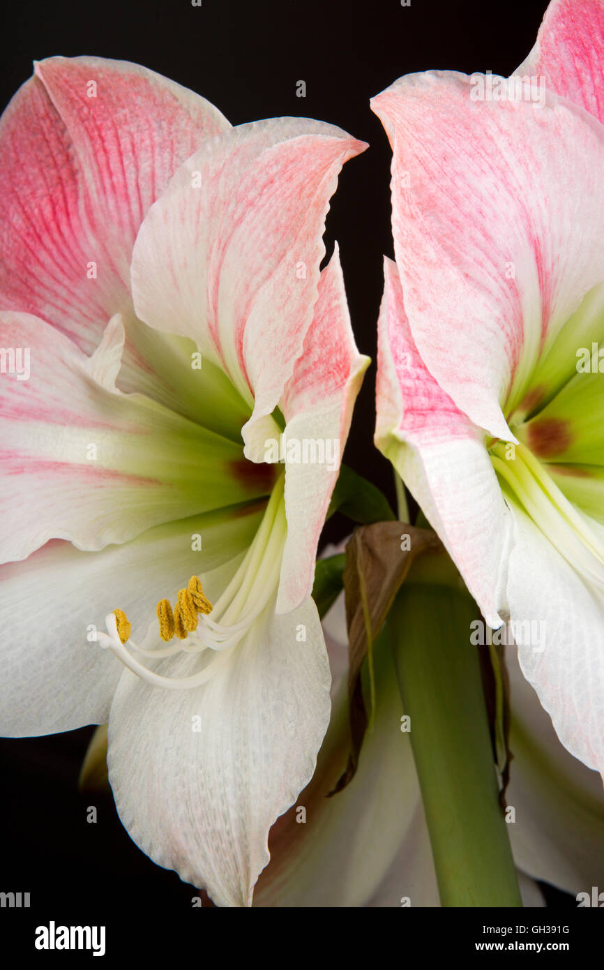 Flowers, Pink Apple Blossom Amaryllis flower, Hippeastrum, detail Stock ...