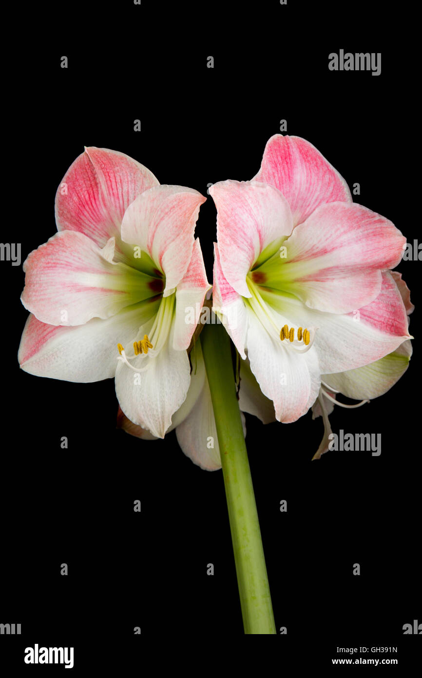 Flowers, Pink Apple Blossom Amaryllis flower, Hippeastrum, detail Stock ...
