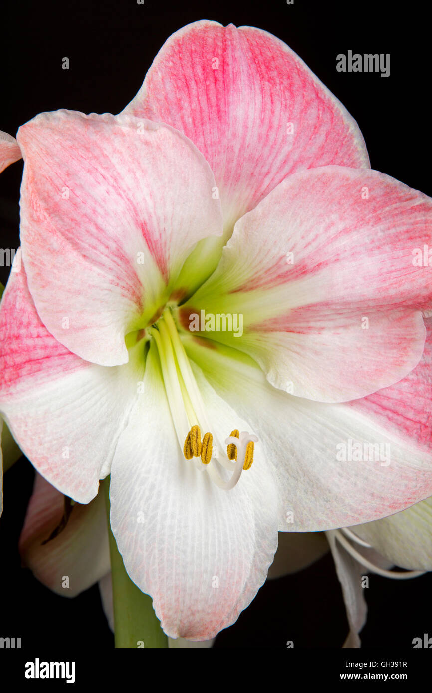 Flowers, Pink Apple Blossom Amaryllis flower, Hippeastrum, detail Stock ...