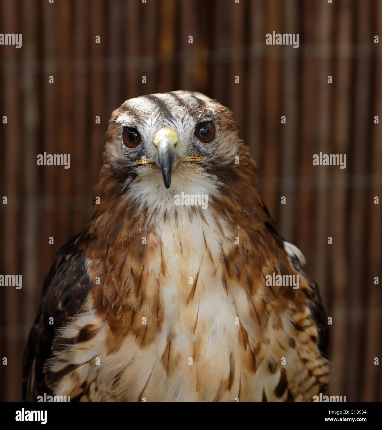 Hawk looking straight at the camera with its eyes fixed and the ...