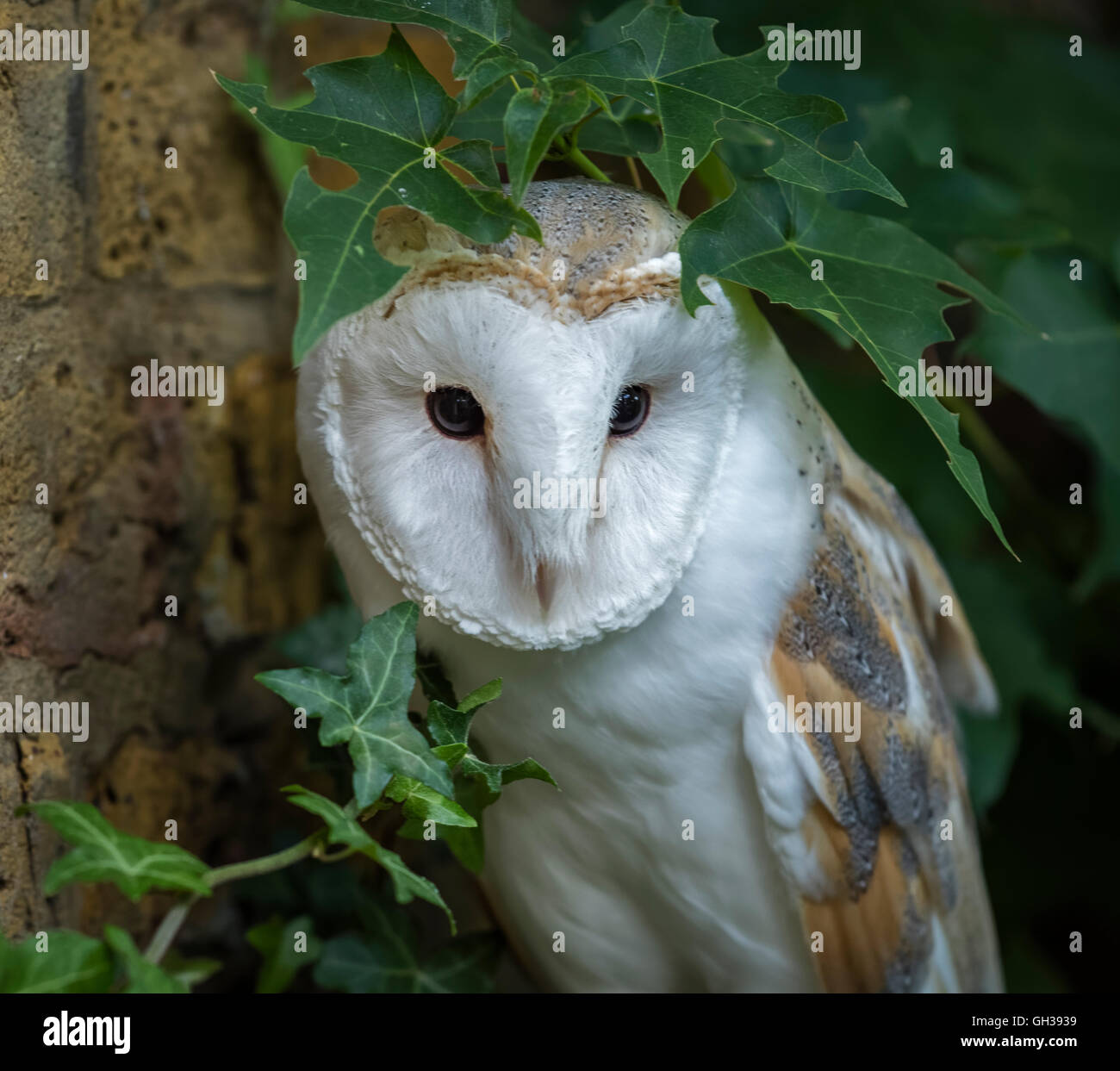 English barn owl prey hi-res stock photography and images - Alamy