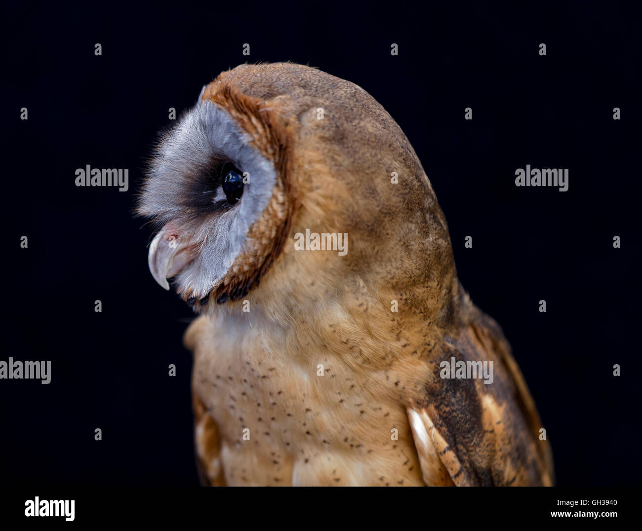 Side profile view of the body and head of an ashy face barn owl against ...