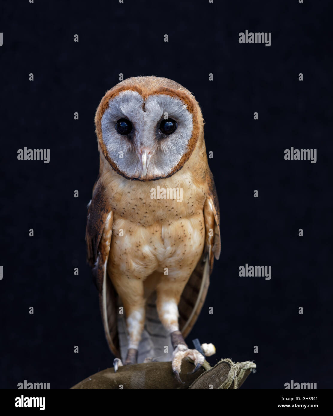 Whole body and head of an Ashy Face Barn Owl on a black background and ...