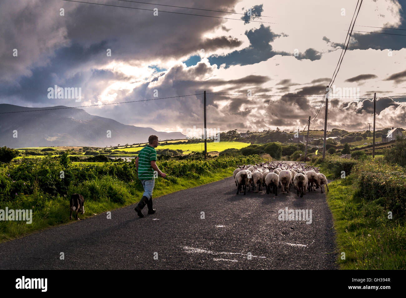 Farmer moving sheep and lambs to new pastures in Ardara, County Donegal ...
