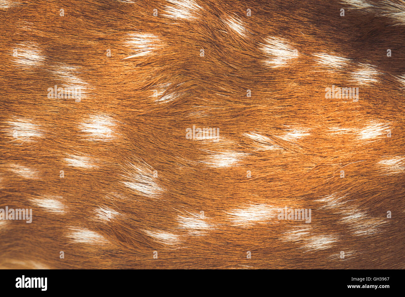Deer skin pattern white spot hi-res stock photography and images - Alamy