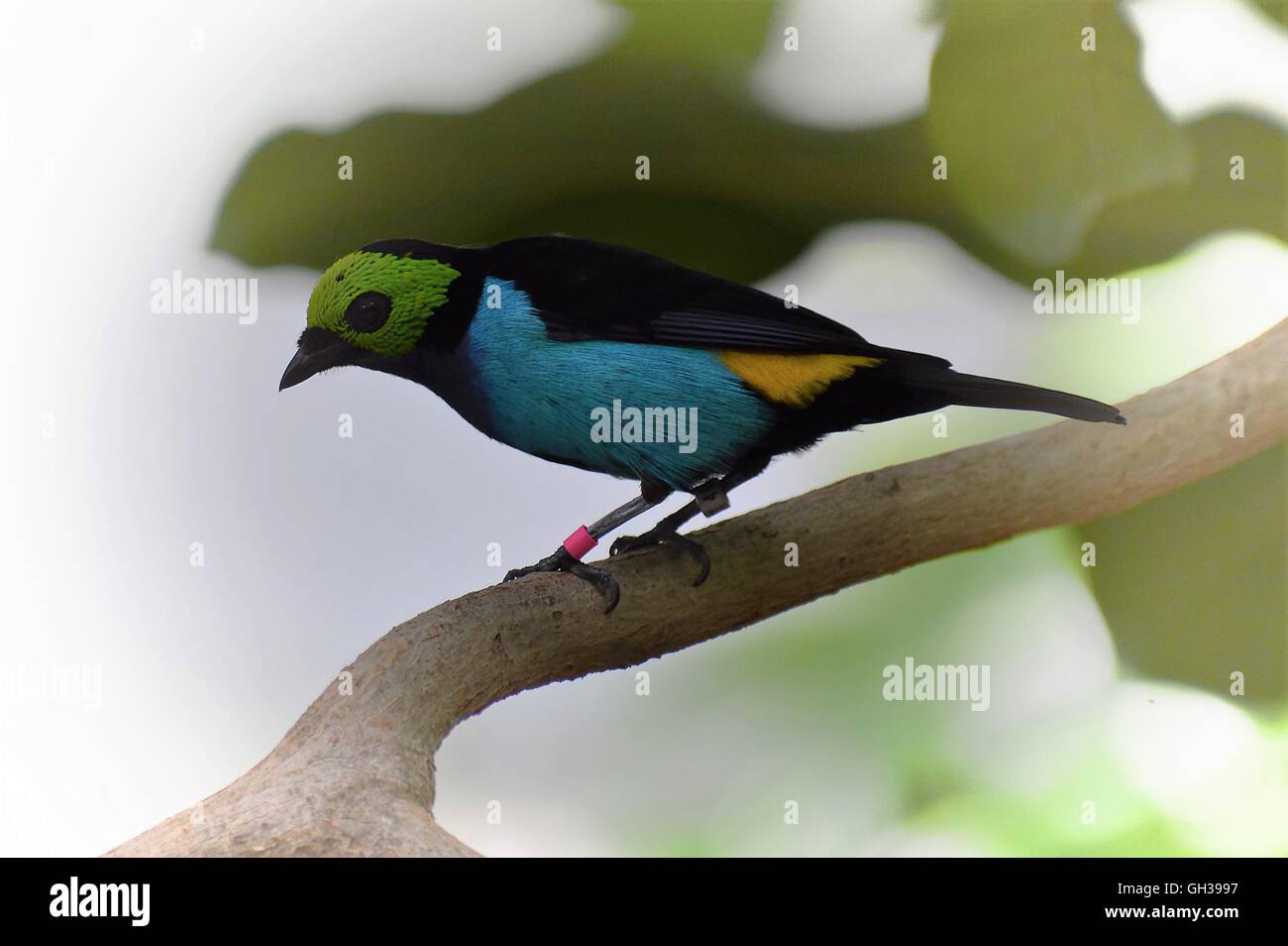 Lime green bird hi-res stock photography and images - Alamy
