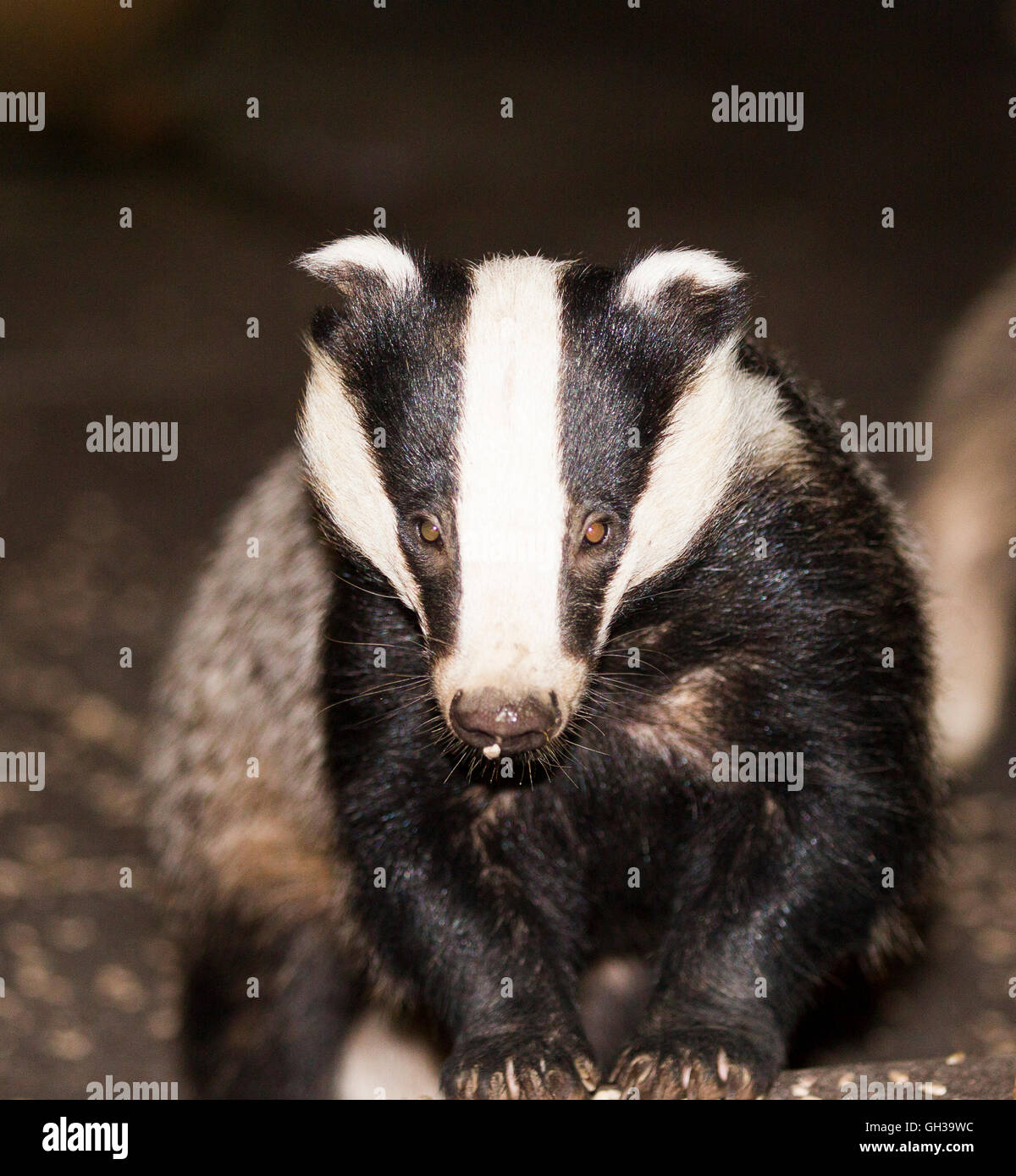 Badger close up hi-res stock photography and images - Alamy