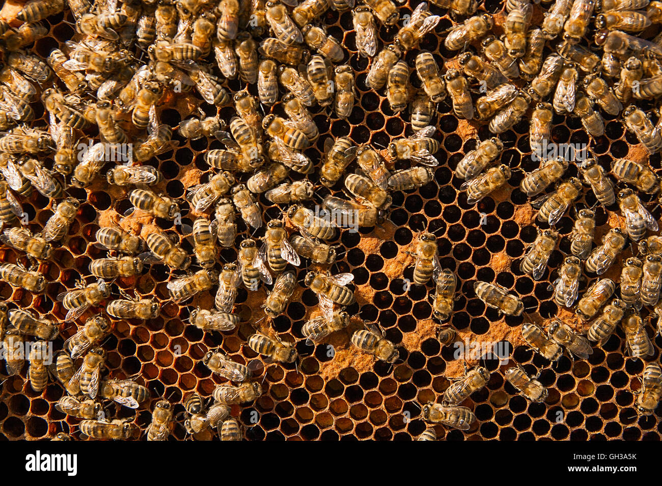 Busy bees inside hive with open and sealed cells for their young. Birth ...