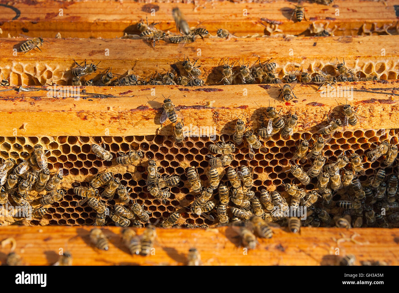 Close up view of the opened hive body showing the frames populated by ...