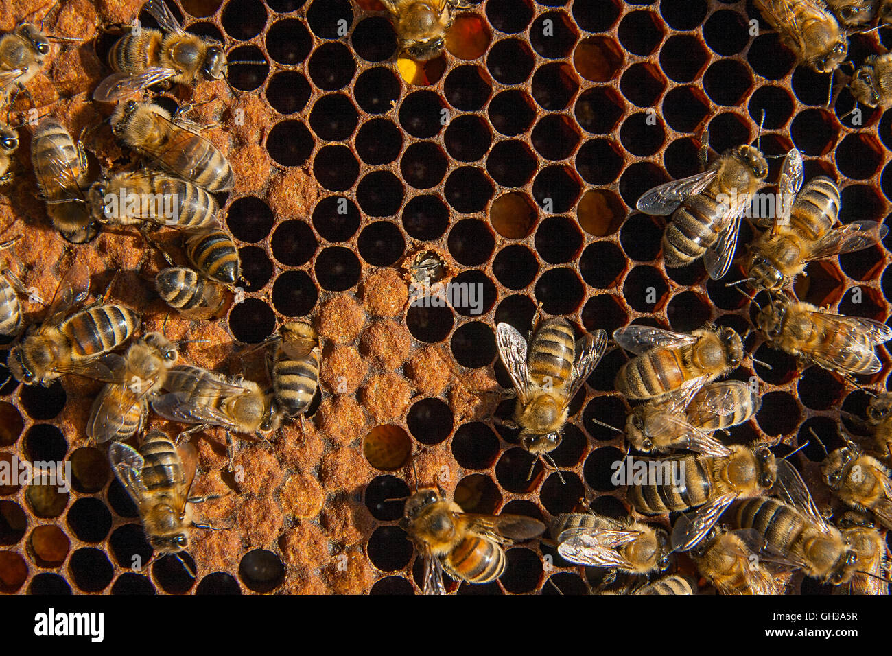 Busy bees inside hive with open and sealed cells for their young. Birth ...