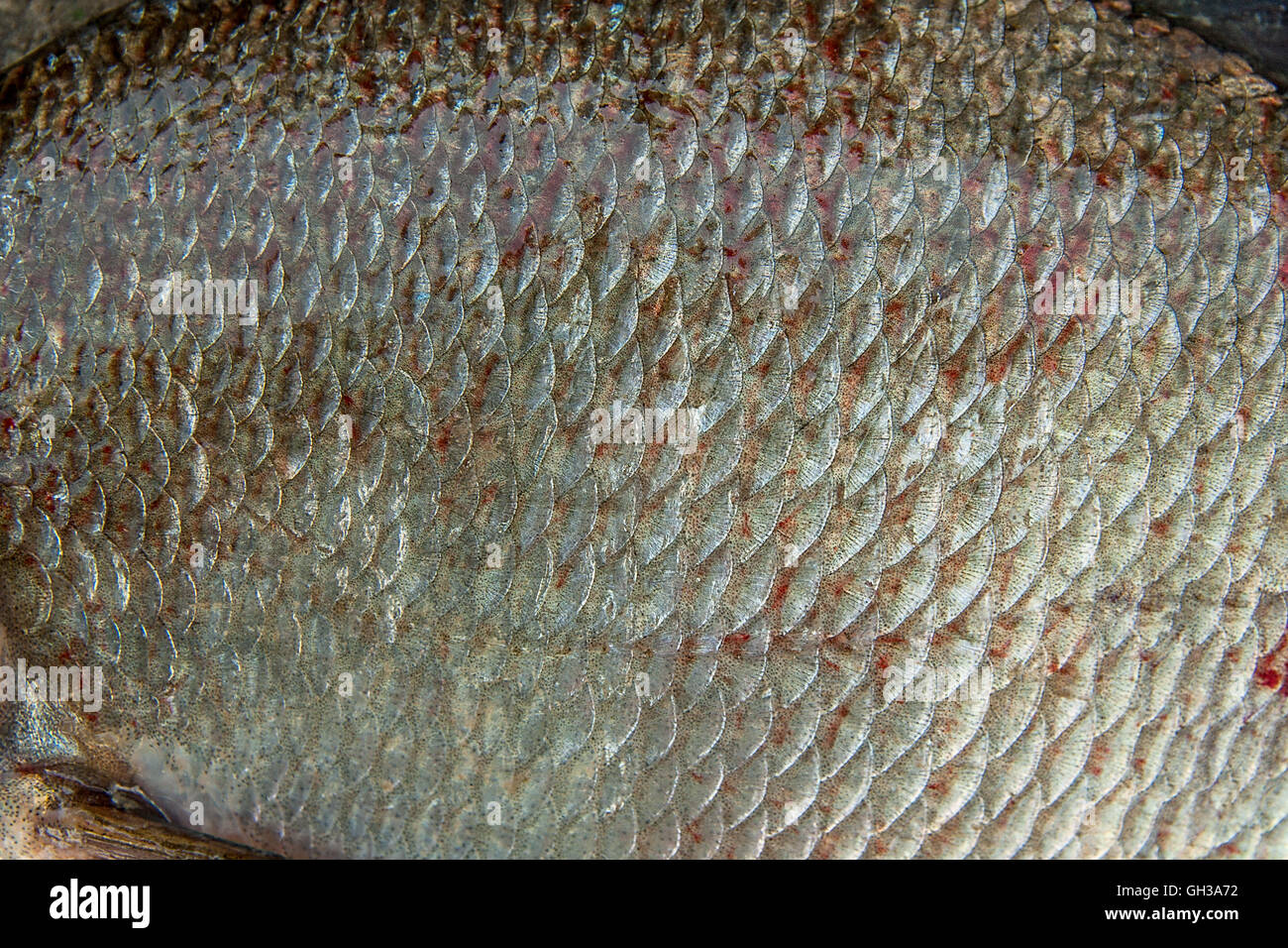 Common bream fish hi-res stock photography and images - Alamy