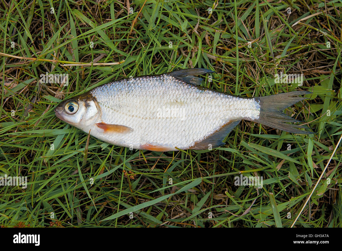 Freshwater fish just taken from the water. Single bream fish and silver ...
