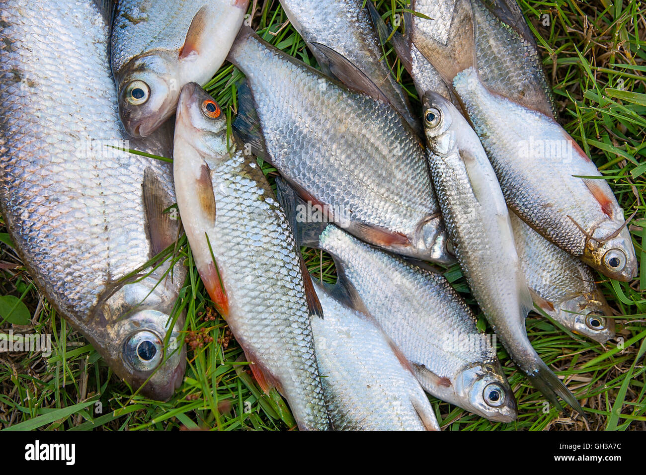 Freshwater Edible Fish