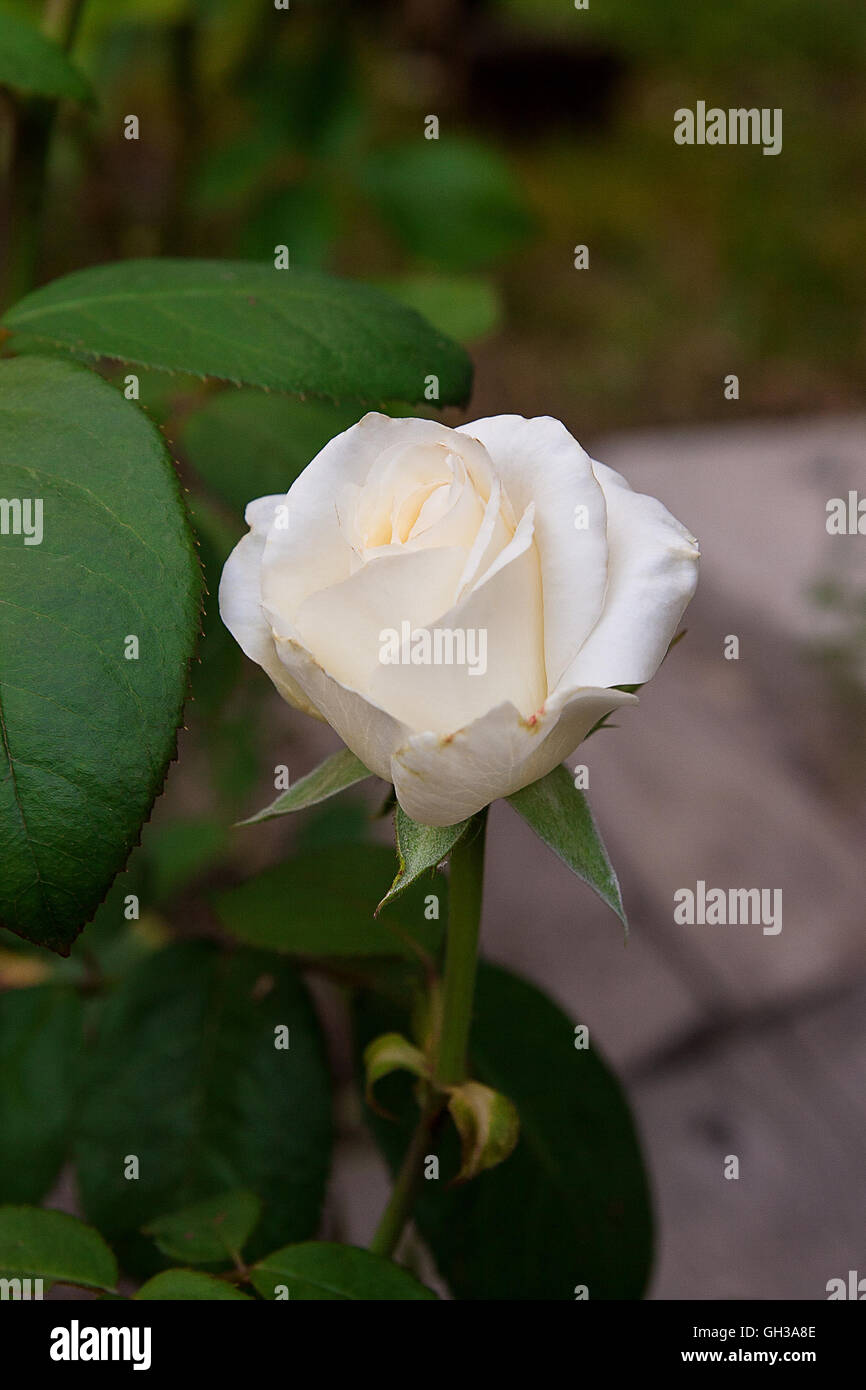 Beautiful white rose in the garden. Artistic image of beautiful flower ...
