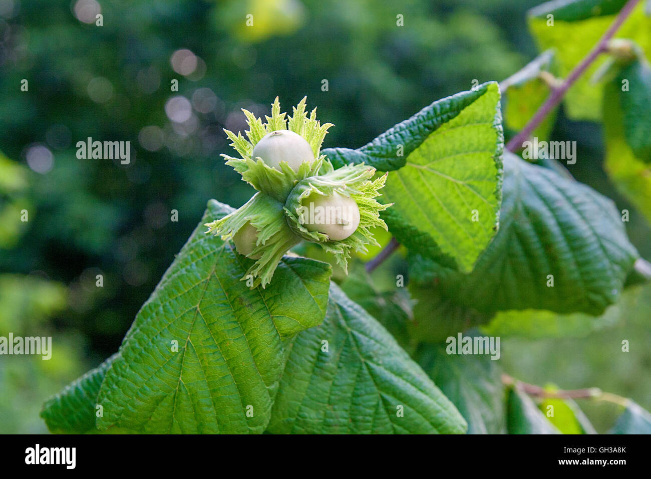 Hazelnut with green leaves on a hazel grove branch Stock Photo - Alamy