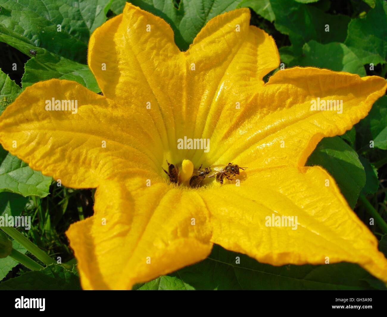 Princess pumpkins hi-res stock photography and images - Alamy