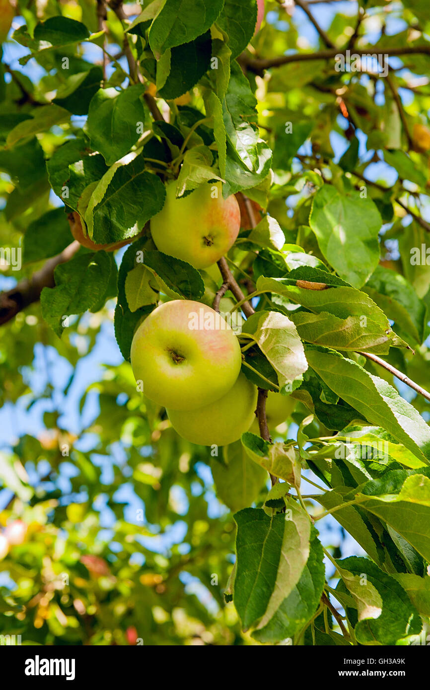 Close up of the tree branch with ripe organic apple on branch, fruit on ...