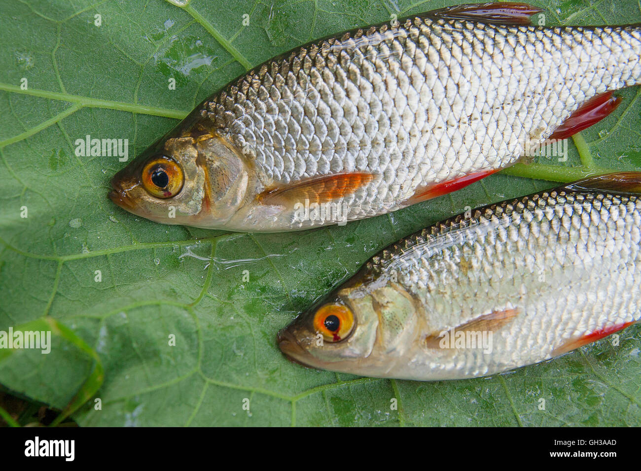 Freshwater fish just taken from the water. Several common rudd fish on ...