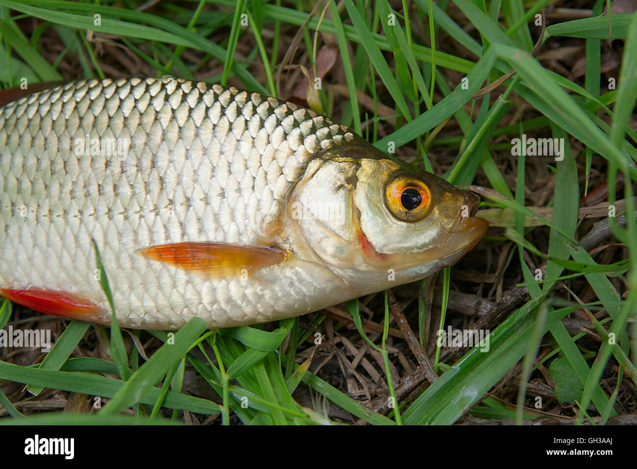 Freshwater fish just taken from the water. Single common rudd fish on ...