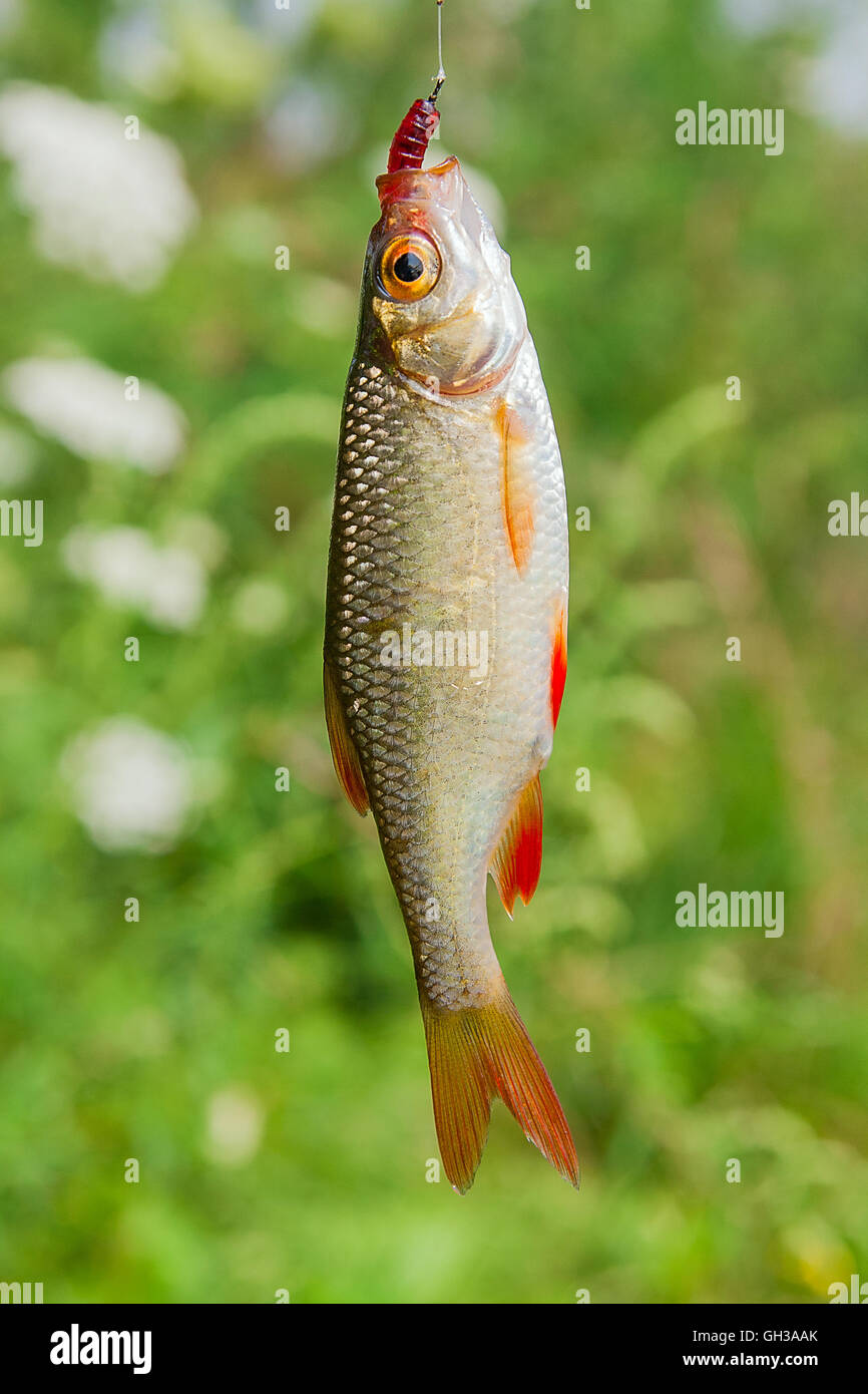 Freshwater fish just taken from the water. Single common rudd fish on ...