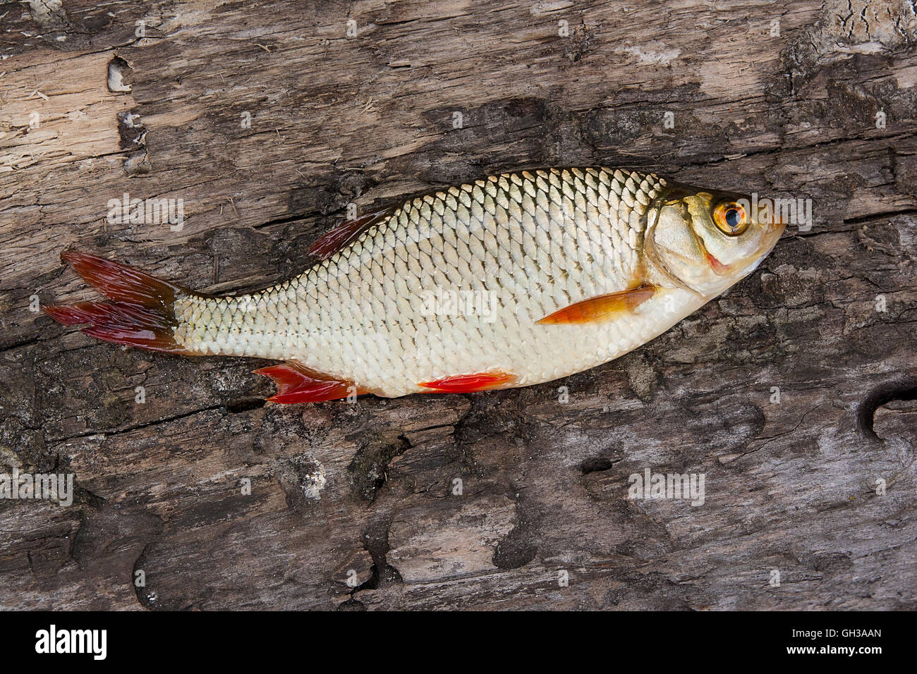 Freshwater fish just taken from the water. Single common rudd fish on ...
