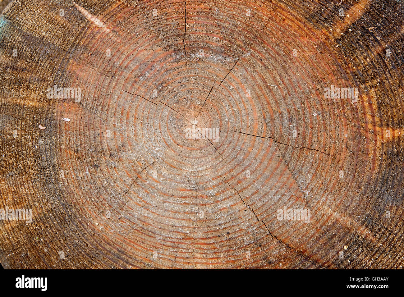 Close up view of cross section of tree trunk showing growth rings ...