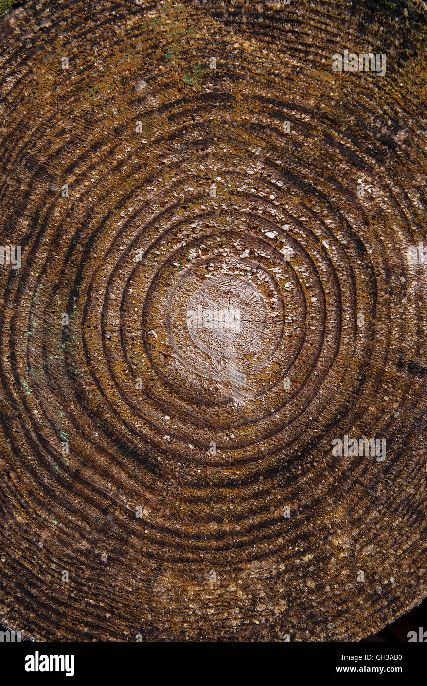 Close up view of cross section of tree trunk showing growth rings ...
