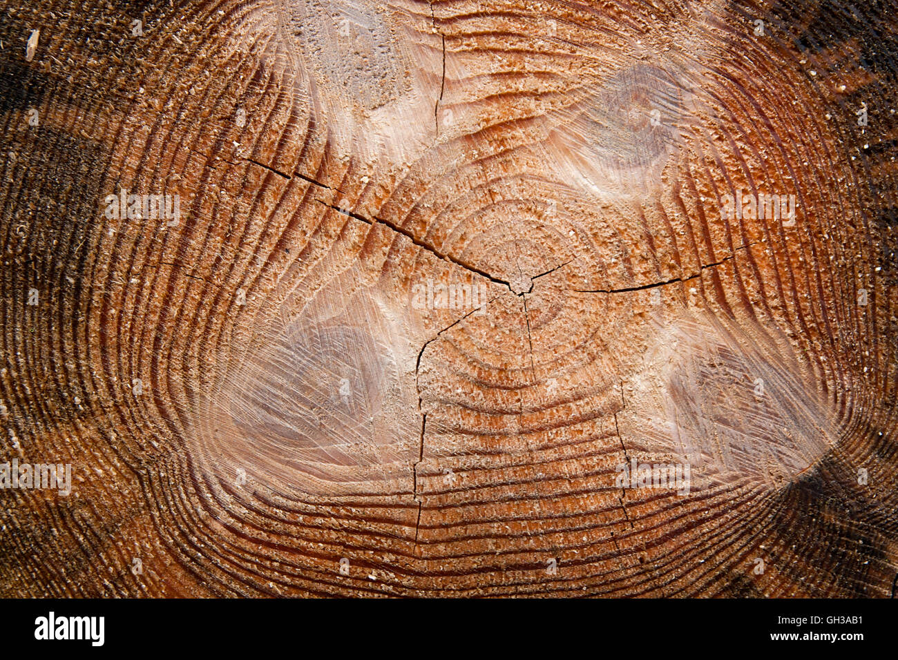 Close up view of cross section of tree trunk showing growth rings ...