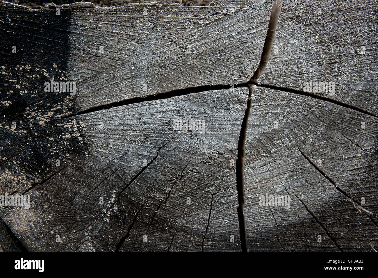 Close up view of moss and fungus for background texture. The surface of ...