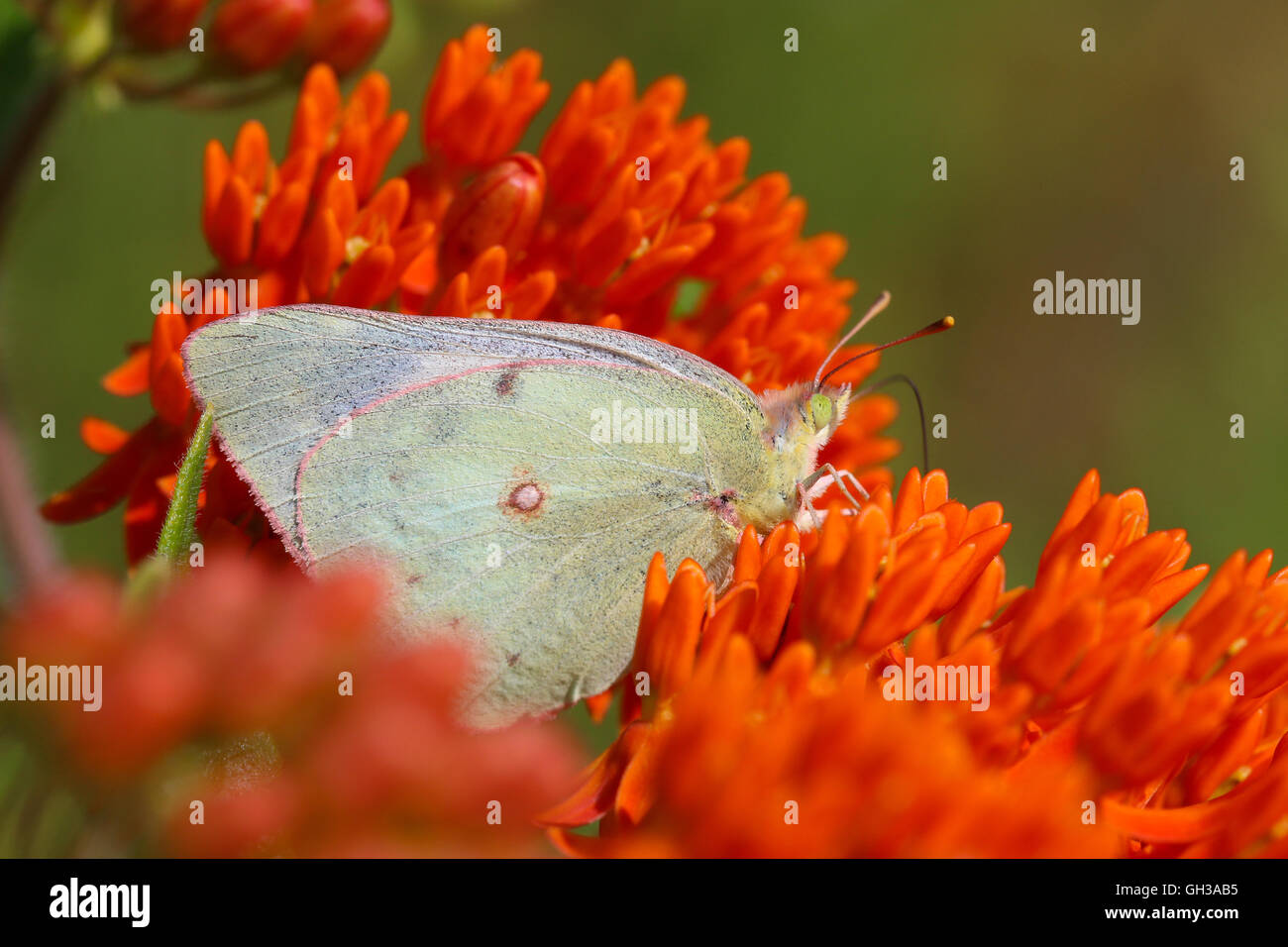Butterfly weed hi-res stock photography and images - Alamy