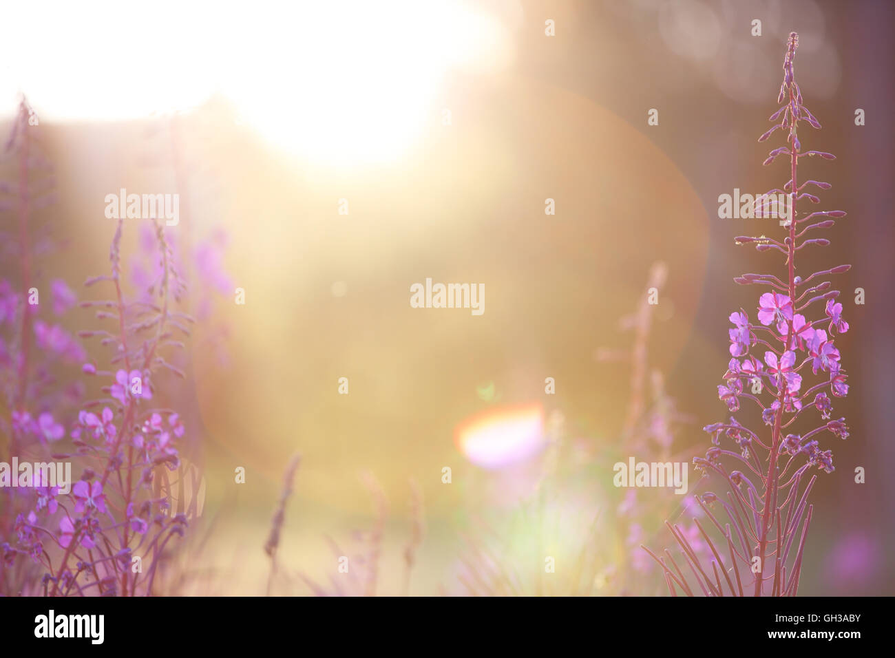 Alpine willow herb hi-res stock photography and images - Alamy