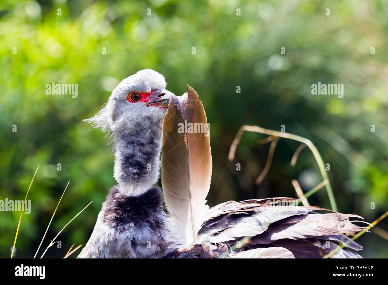 Crested screamer hi-res stock photography and images - Alamy