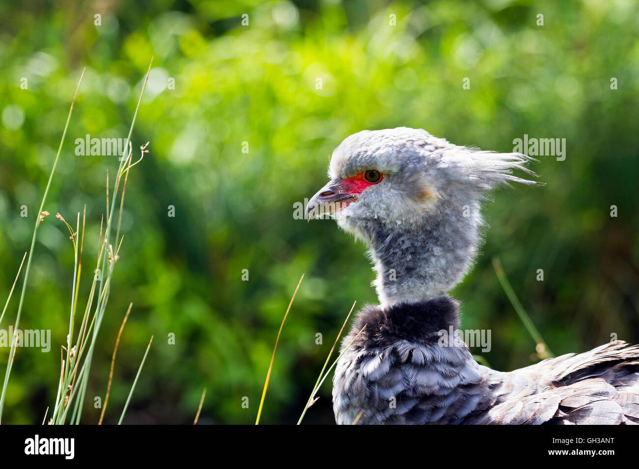Crested screamer hi-res stock photography and images - Alamy