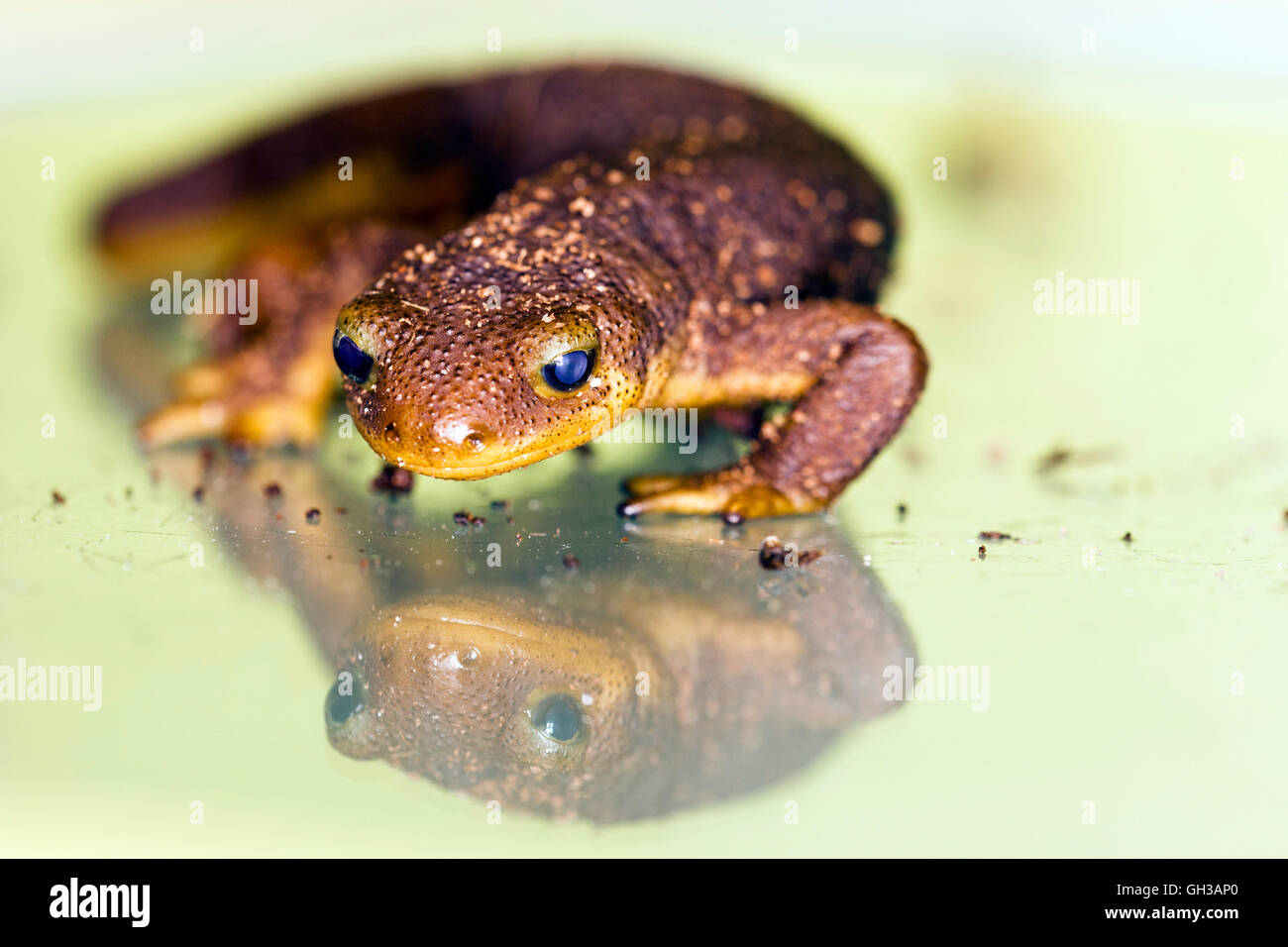 Common Newt High Resolution Stock Photography and Images - Alamy