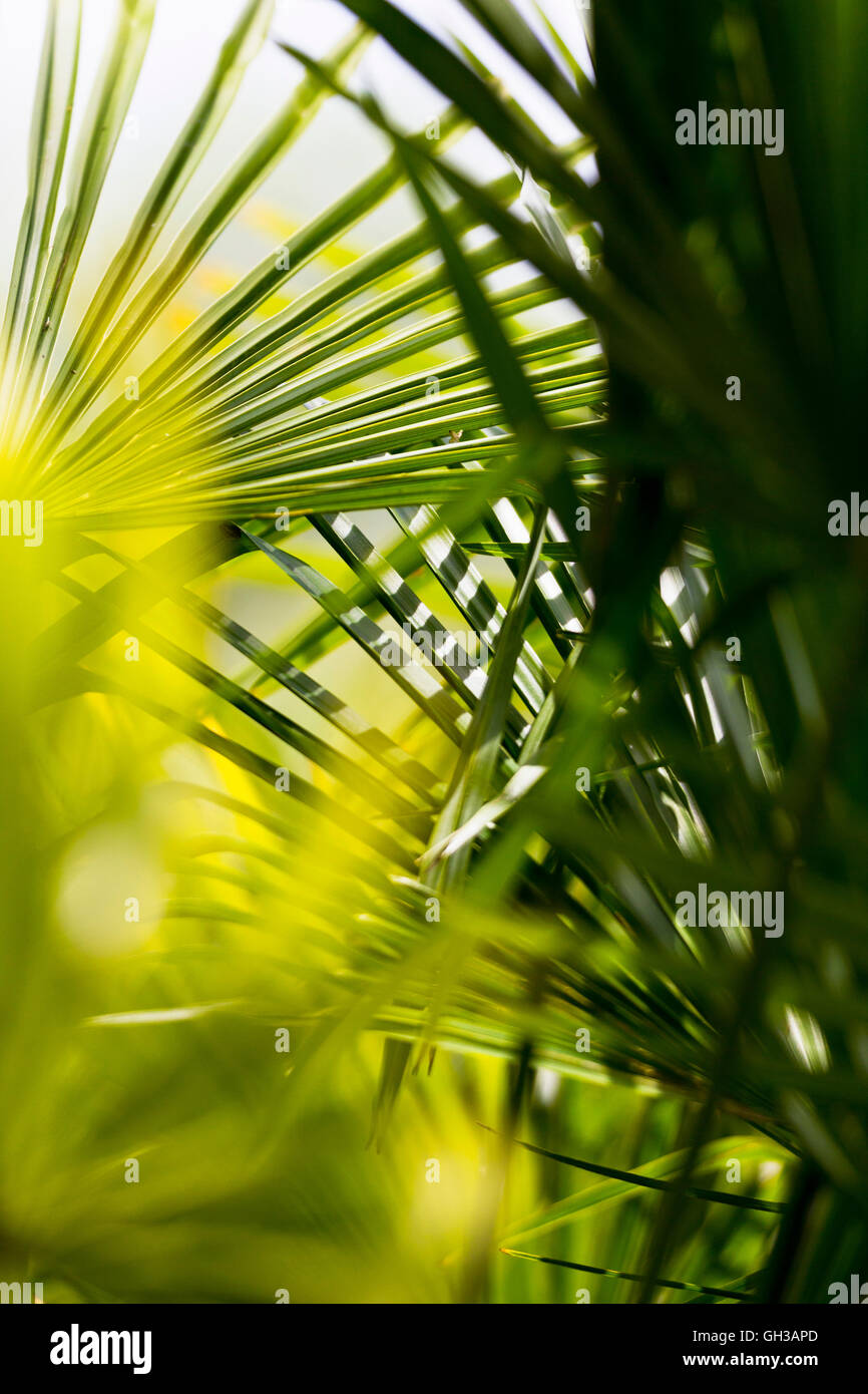 Saw palmetto (Serenoa repens) leaves Stock Photo - Alamy