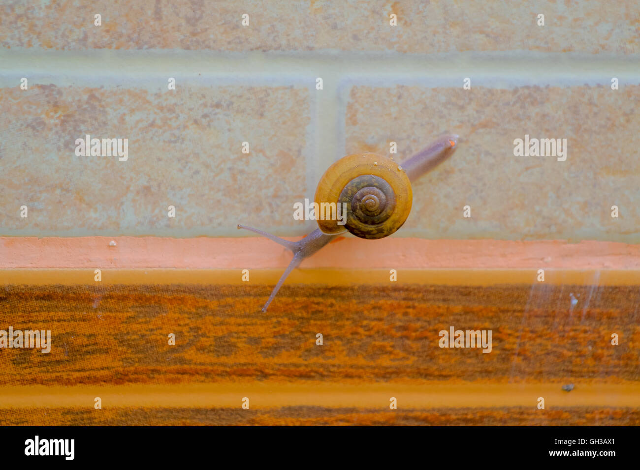 Tiny snail shells hi-res stock photography and images - Alamy