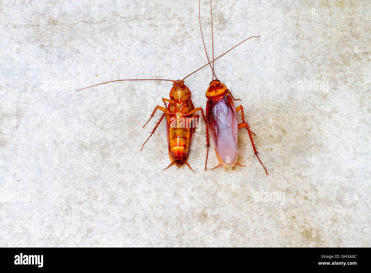 Cockroaches floor hi-res stock photography and images - Alamy