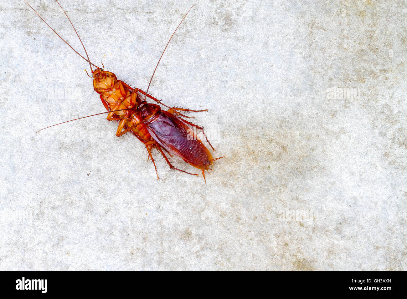 cockroach make love on concrete floor Stock Photo - Alamy