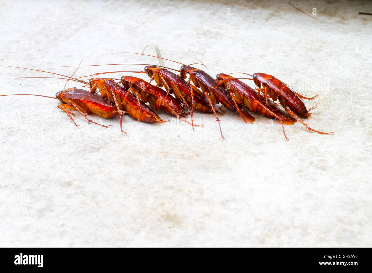 Cockroach nest hi-res stock photography and images - Alamy