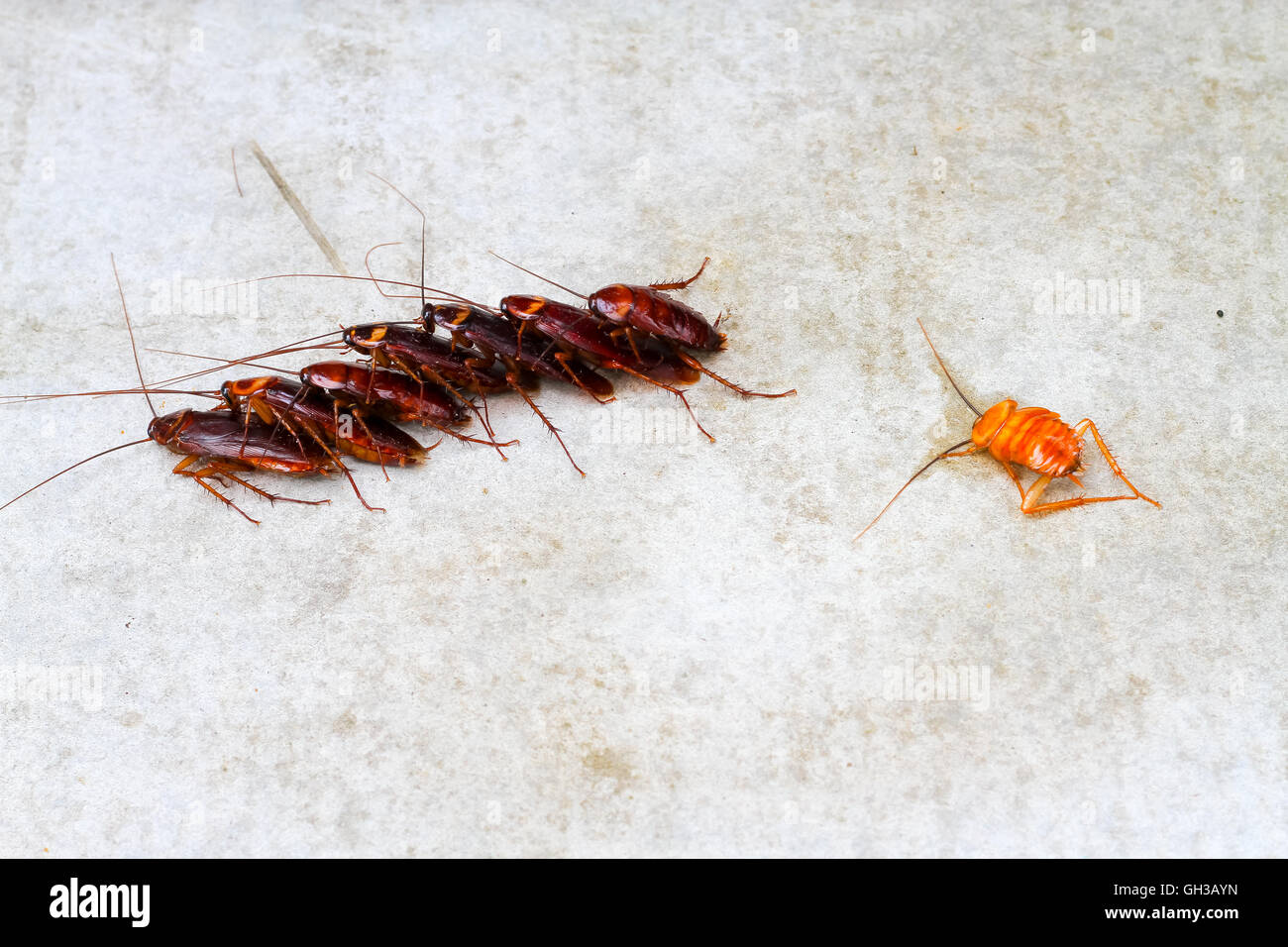 relation concept : cockroach lover on concrete floor Stock Photo - Alamy