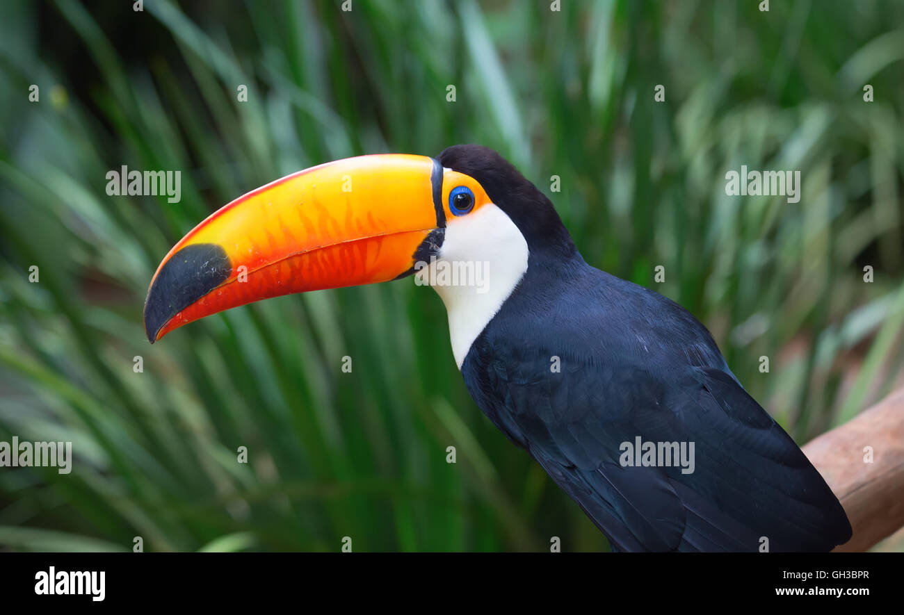 Colorful tucan in the wild Stock Photo - Alamy