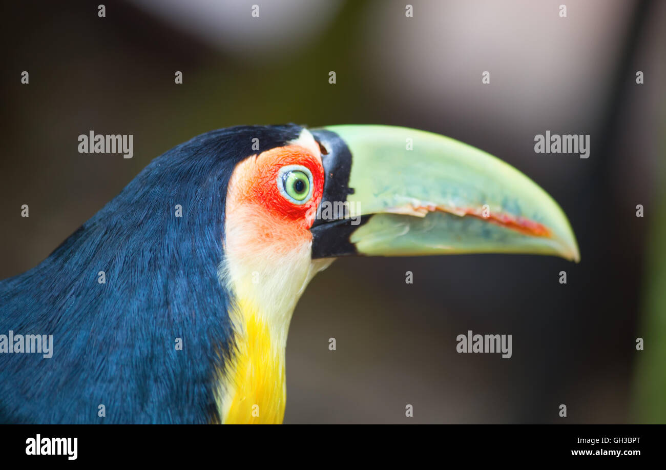 Closeup toucan blue eye ramphastos hi-res stock photography and images ...