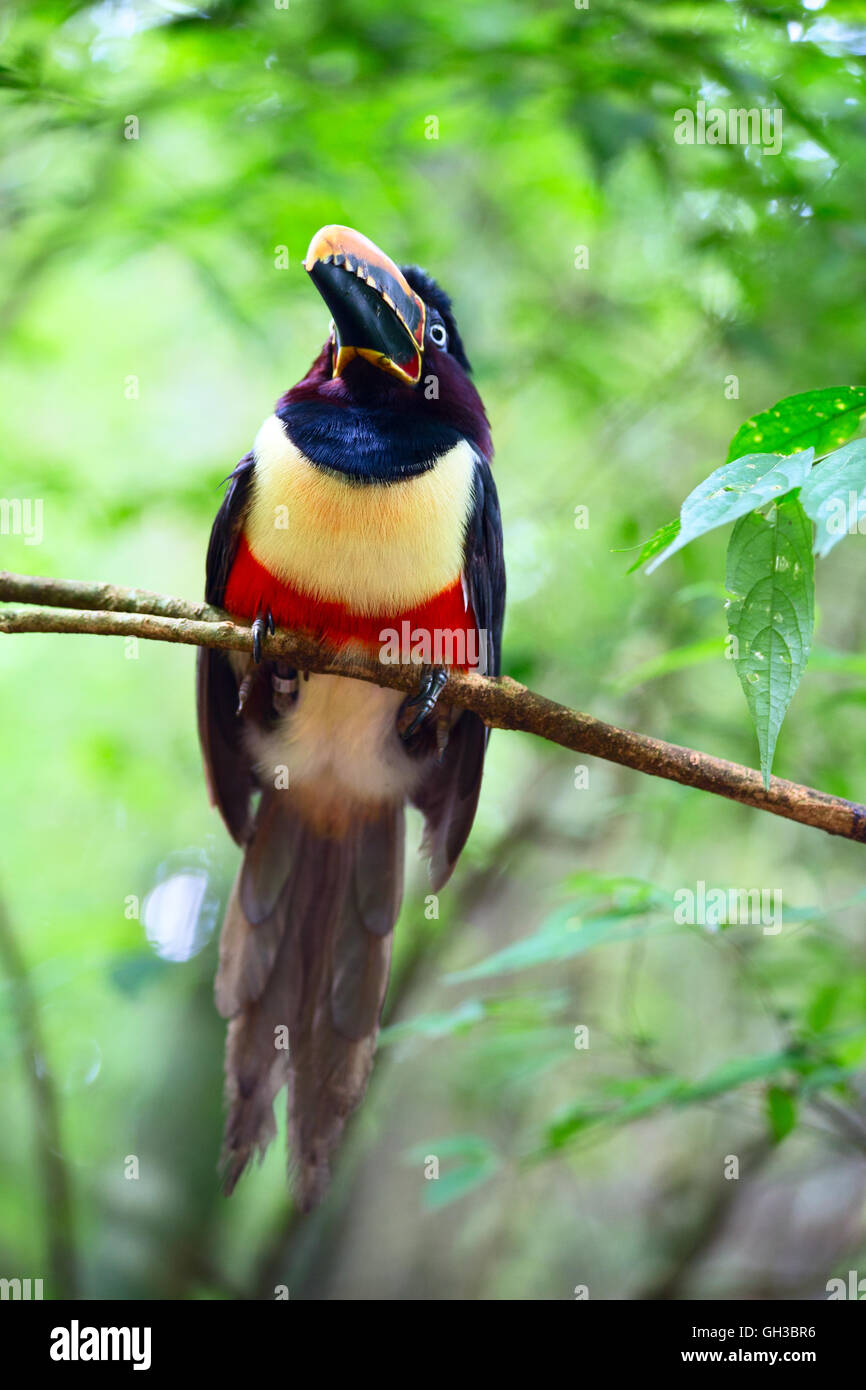 Closeup toucan blue eye ramphastos hi-res stock photography and images ...