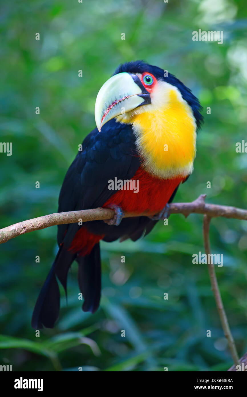 Colorful tucan in the wild Stock Photo - Alamy
