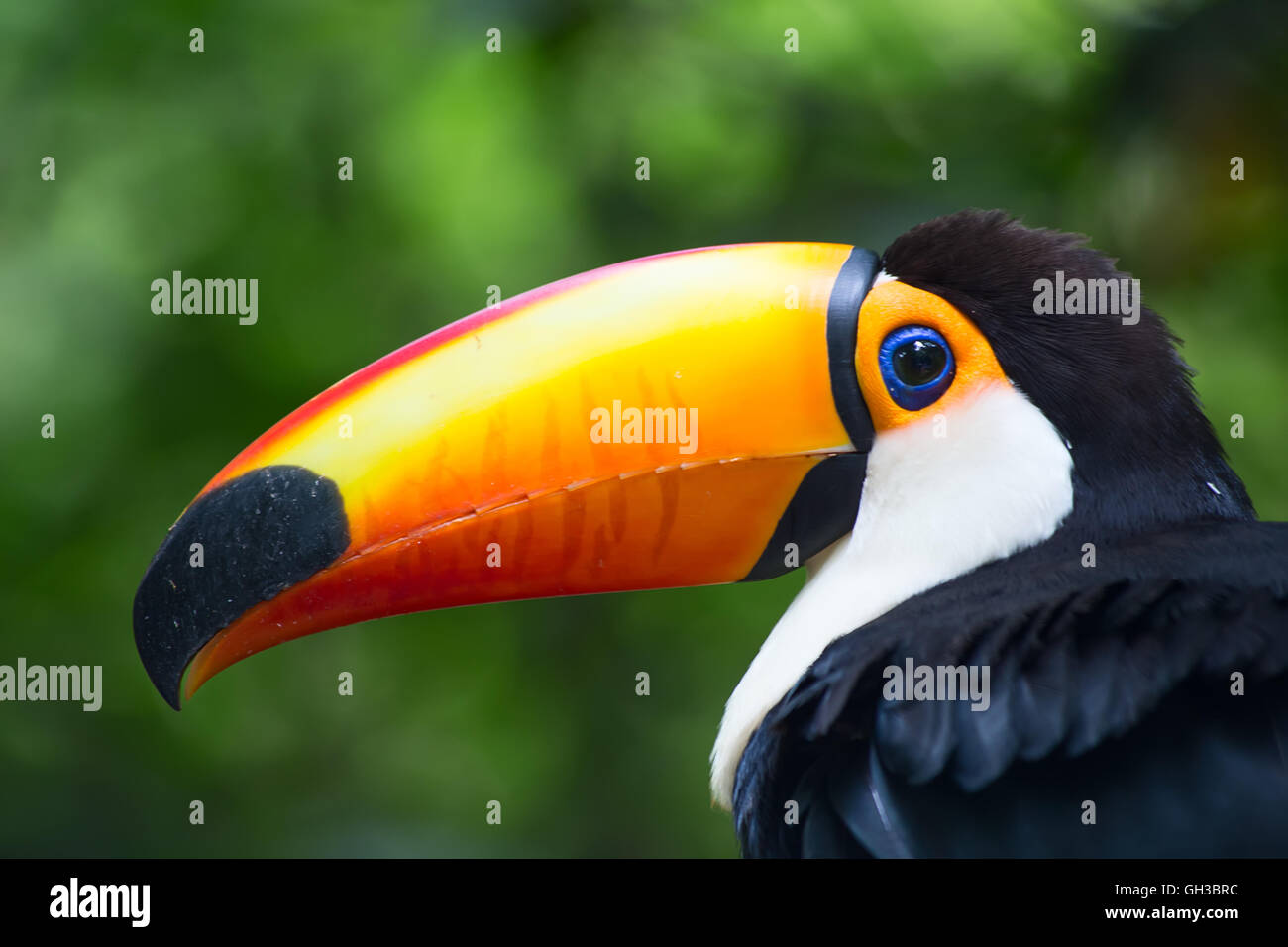 Closeup toucan blue eye ramphastos hi-res stock photography and images ...