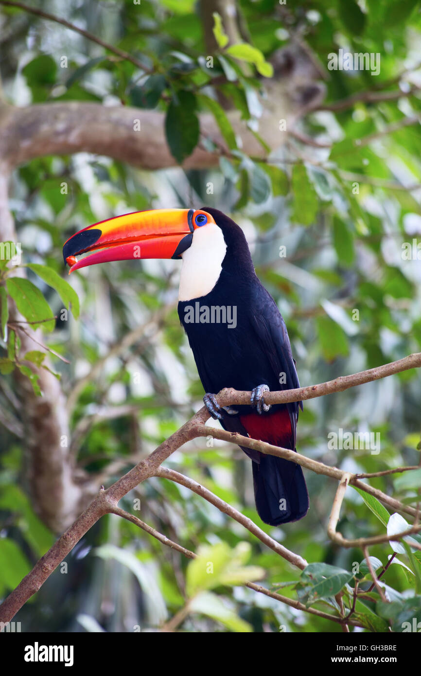 Colorful tucan in the wild Stock Photo - Alamy